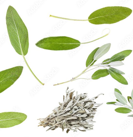 Salvia Dragon